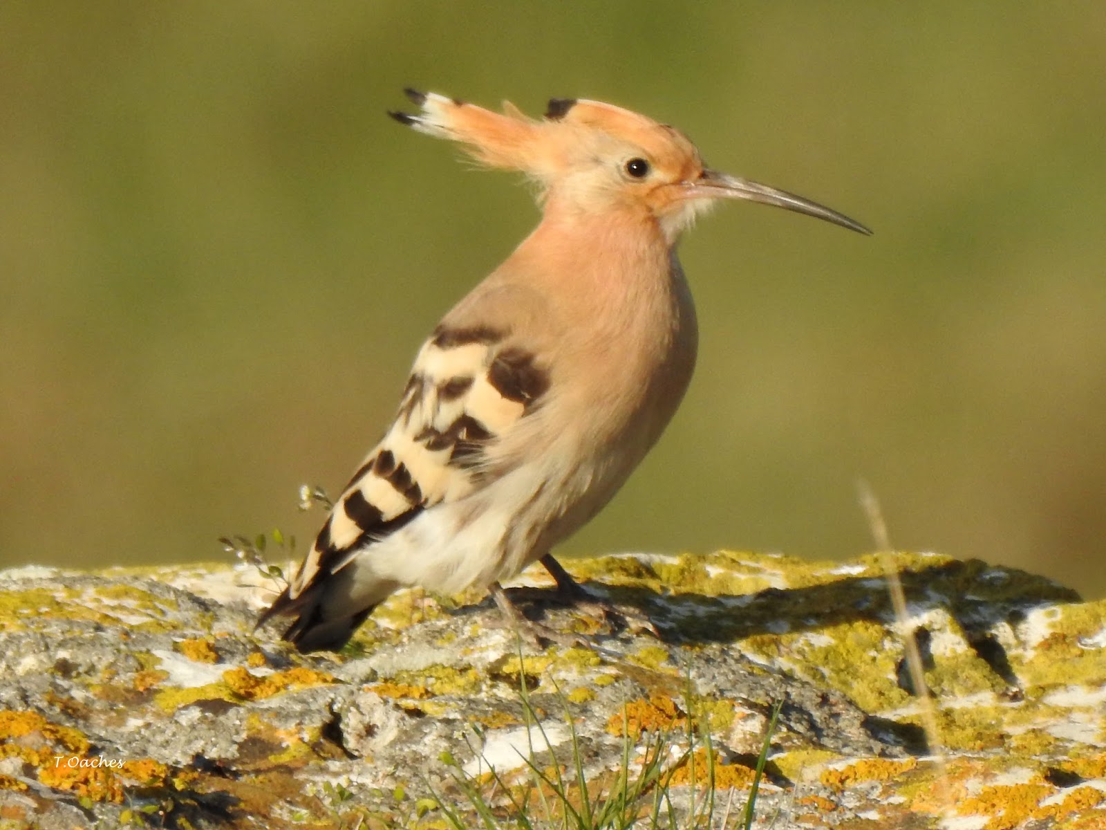 PASARI DIN ROMANIA: PUPAZA, Upupa epops