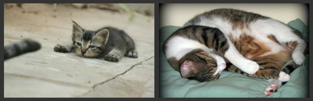 Nadiya...Loving Every Moment: Cuteness...Cat Planking