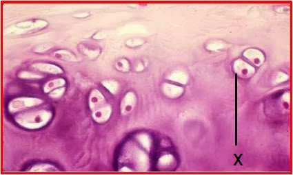 BIOLOGI GONZAGA: 2018