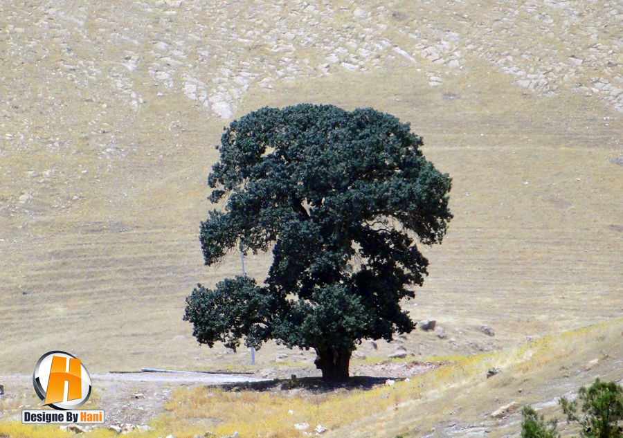 مدونة هاني الكناني .... HANI AL-KINANI: صور من شمال العراق الحبيب .. بعدستي