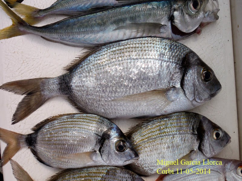 Asociación de Pesca La Llampuga Villajoyosa La Vila Joiosa: 11-05-2014 ...