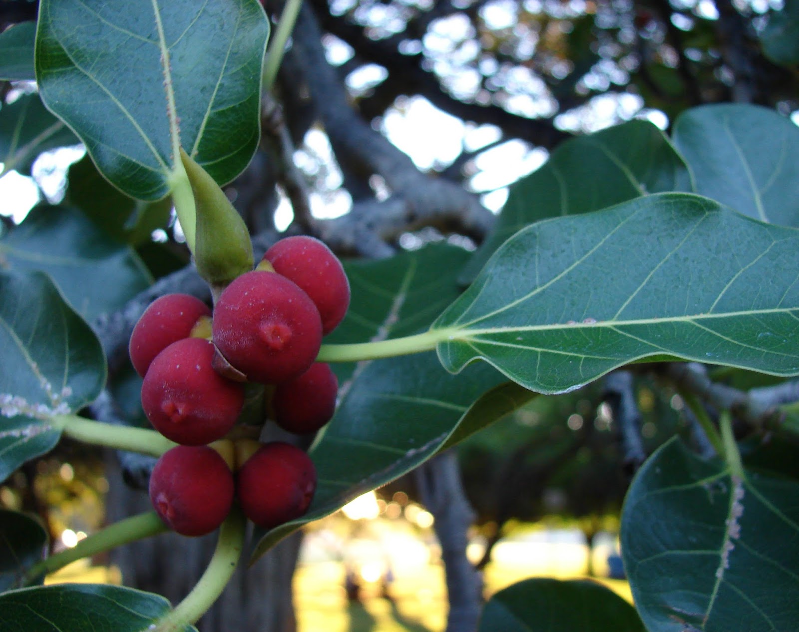 Herbalkart | The Online Herbal Store: Bargad - Aalamaram