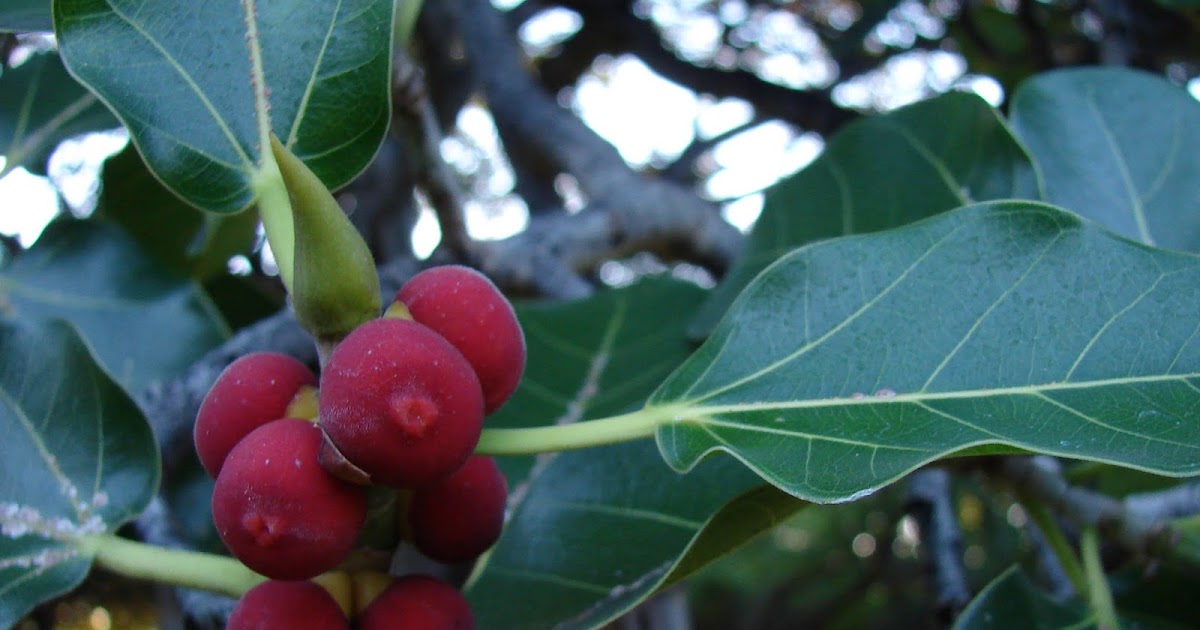 Herbalkart | The Online Herbal Store: Bargad - Aalamaram