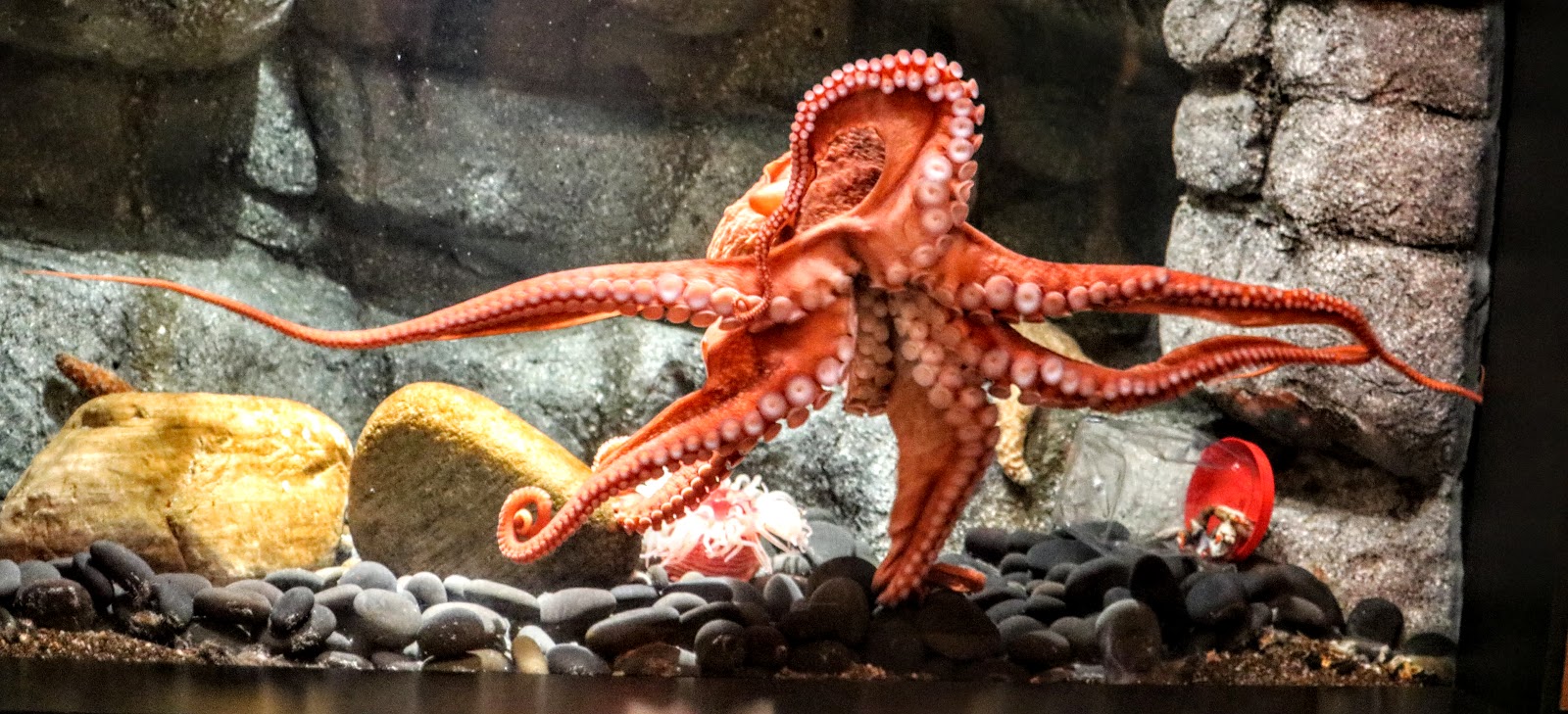 Octopus Pics At The Akron Zoo