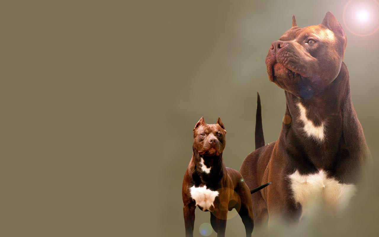 PitBull Oficial Brasil: PADRÃO OFICIAL DA RAÇA