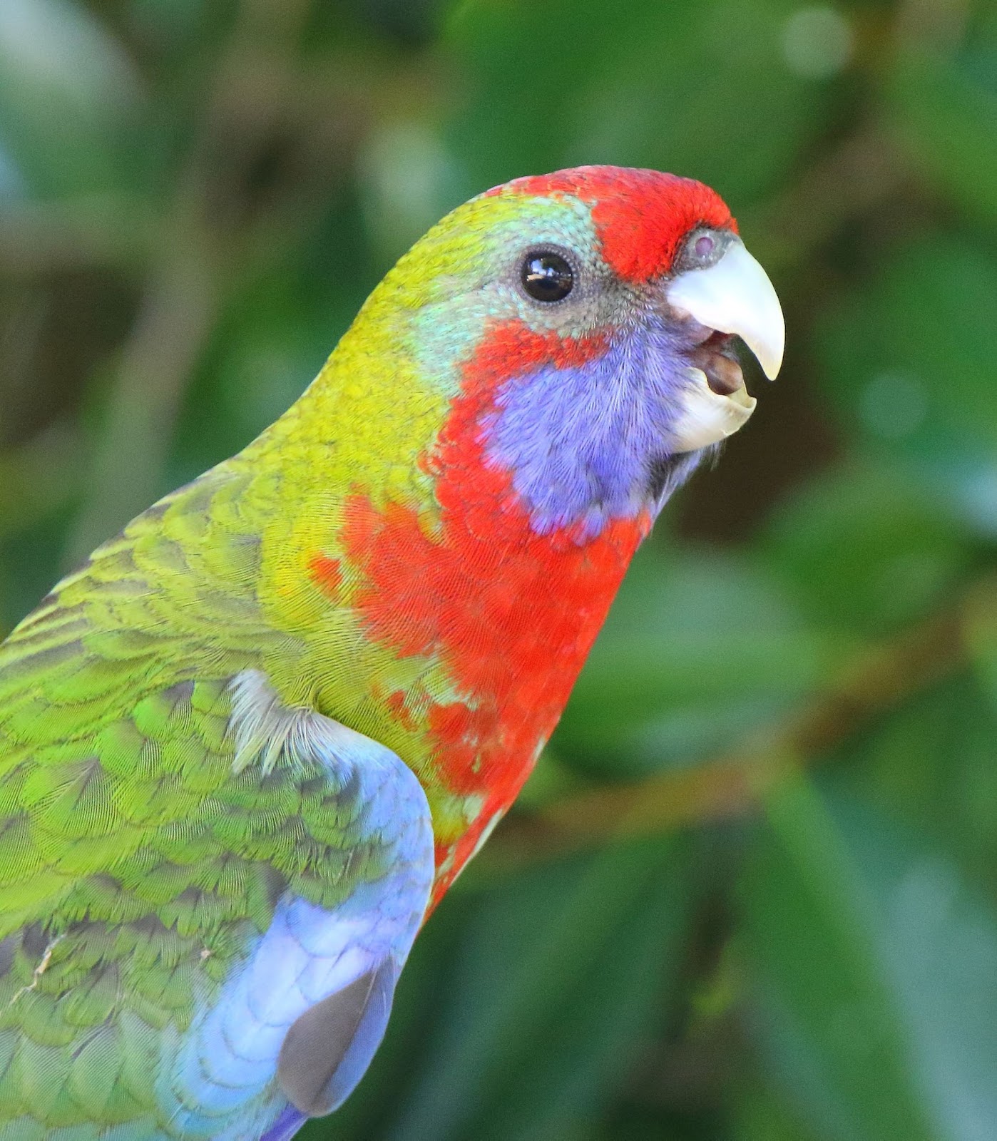 Richard Waring's Birds of Australia: Beautiful Parrots, Lorikeets and ...