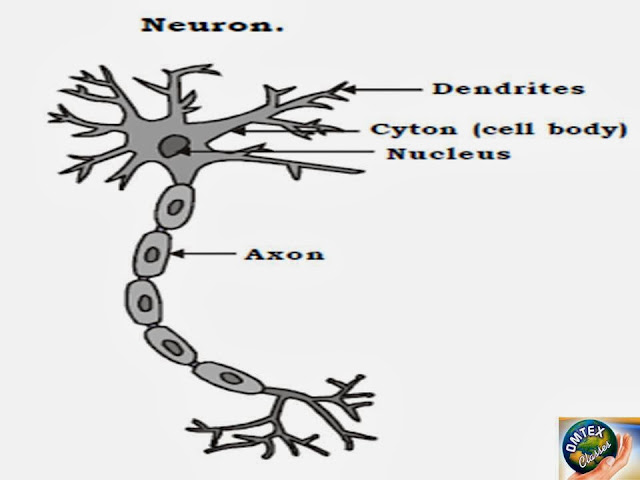 OMTEX CLASSES: Draw a well-labelled diagram of a Neuron