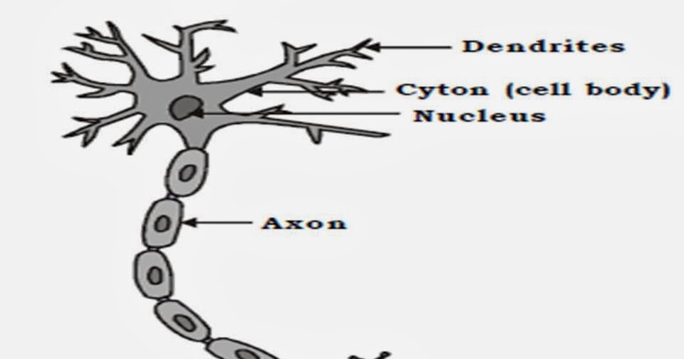 OMTEX CLASSES: Draw a well-labelled diagram of a Neuron