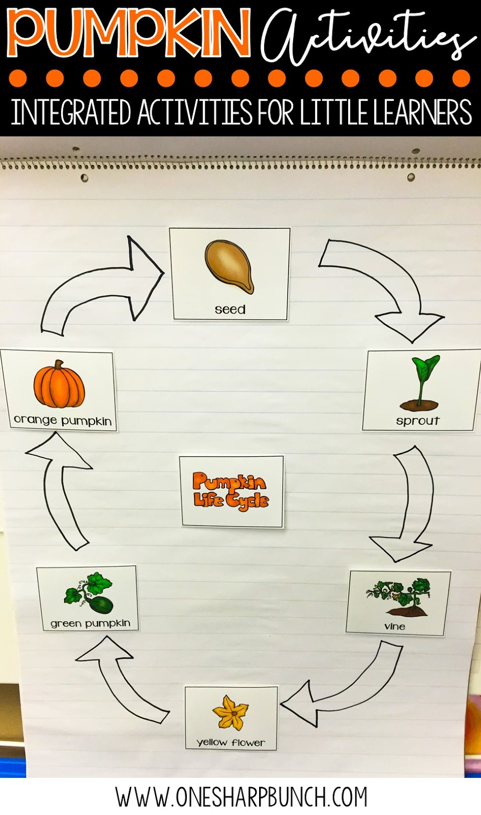 Pumpkin Life Cycle Activities - One Sharp Bunch