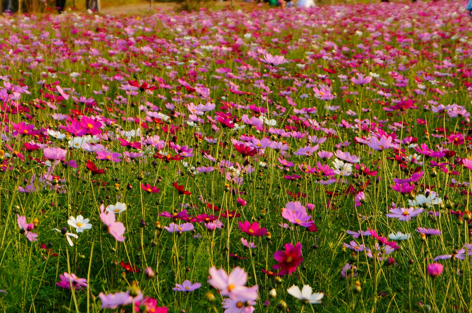 Korea E Tour: Autumn Flower in Korea