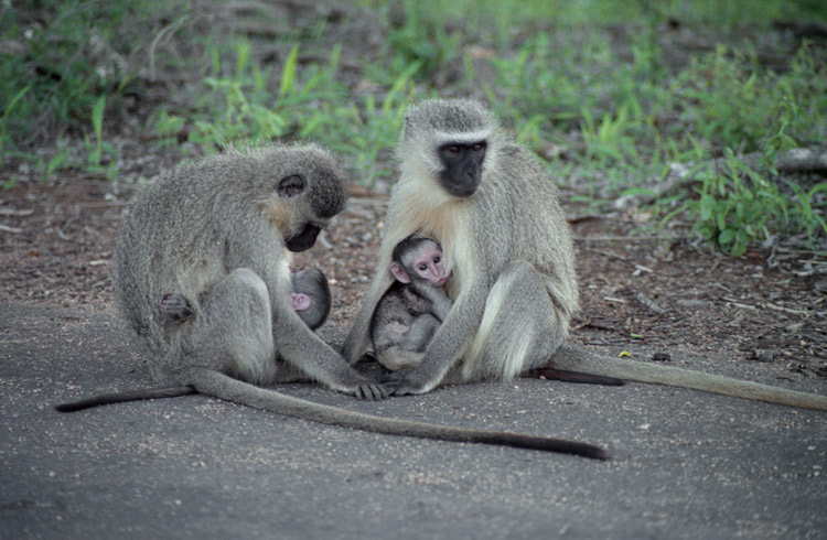Lovely Animals Blog: African Monkeys Are Most Active All Day