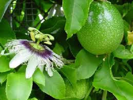 como cultivar maracuja: como cultivar maracuja