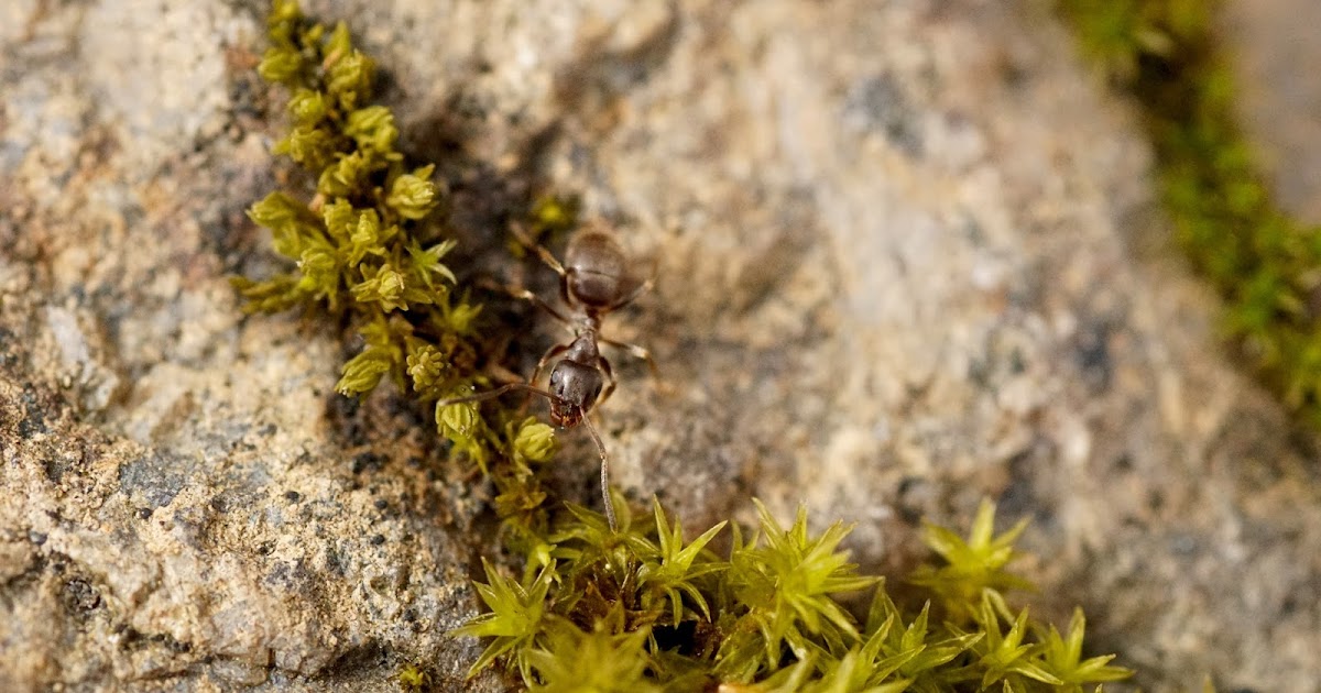 Samin luontokuvia nature photos: MAURIAINEN The black garden ant ...