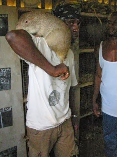 Wildlife Vet, Author, Storyteller: Bushmeat and the African Trade to Europe