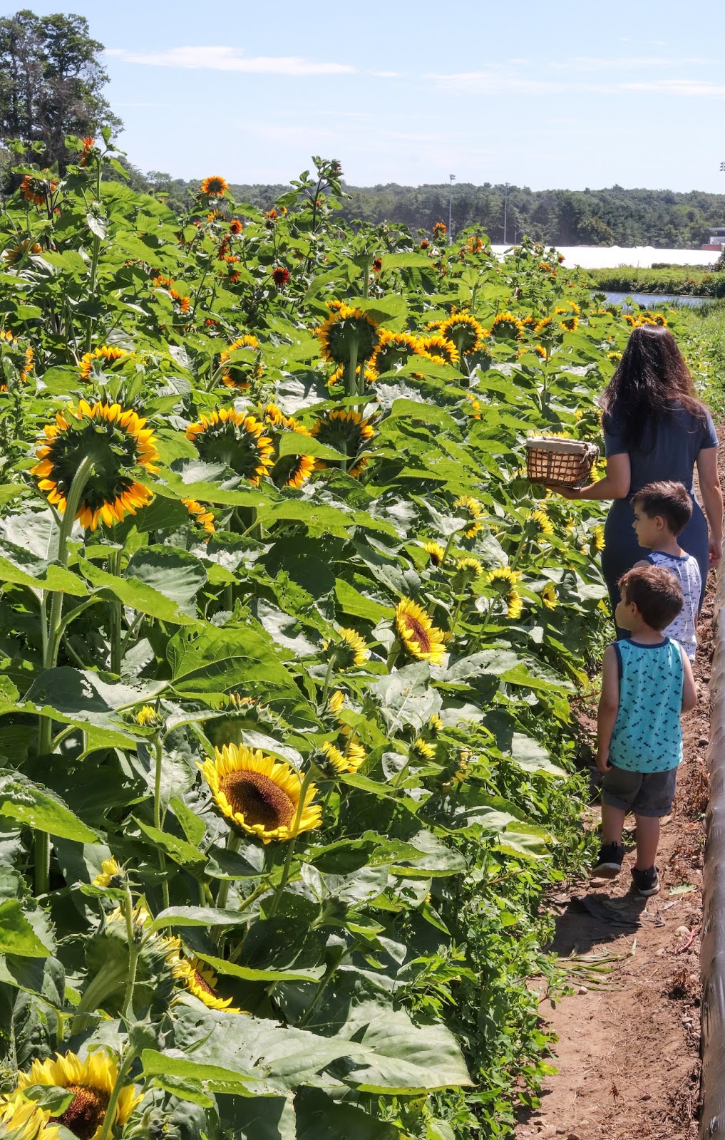 Beautifully Candid: A Sunny Day In A Sunflower Field