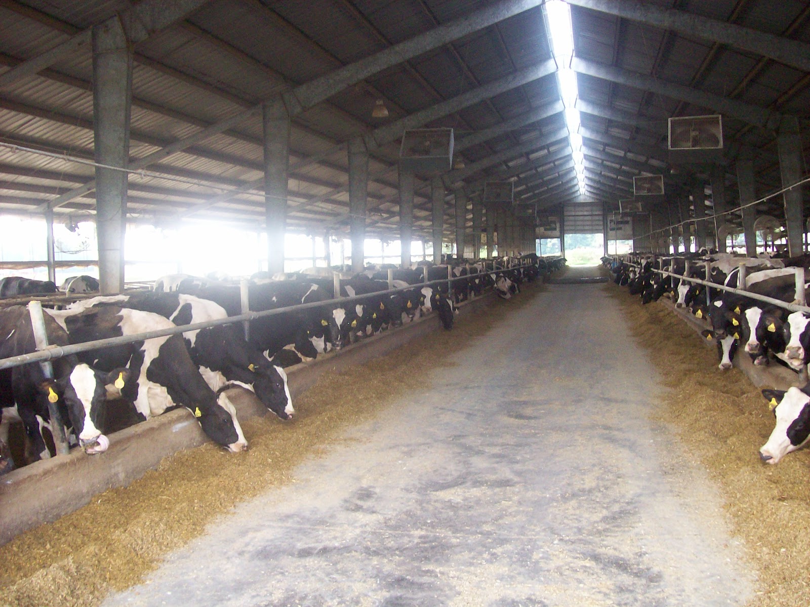 Janzen Ag Law: Challenging Times Remain for Dutch Dairy Farms in the U.S.