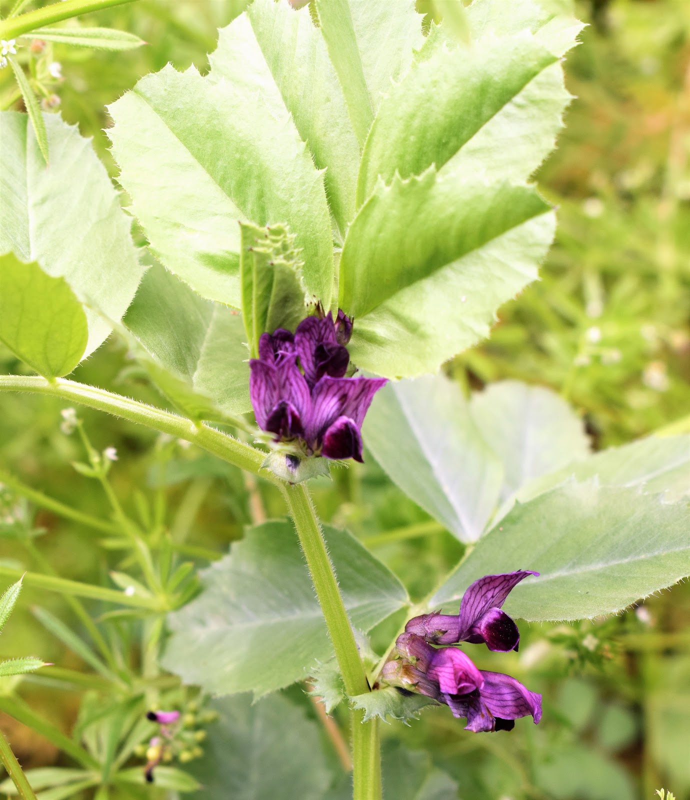 Plantas: Beleza e Diversidade: Faveta-de-Beja (Vicia narbonensis)
