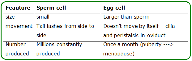 #113 Reproduction in humans - Reproductive system | Biology Notes for ...