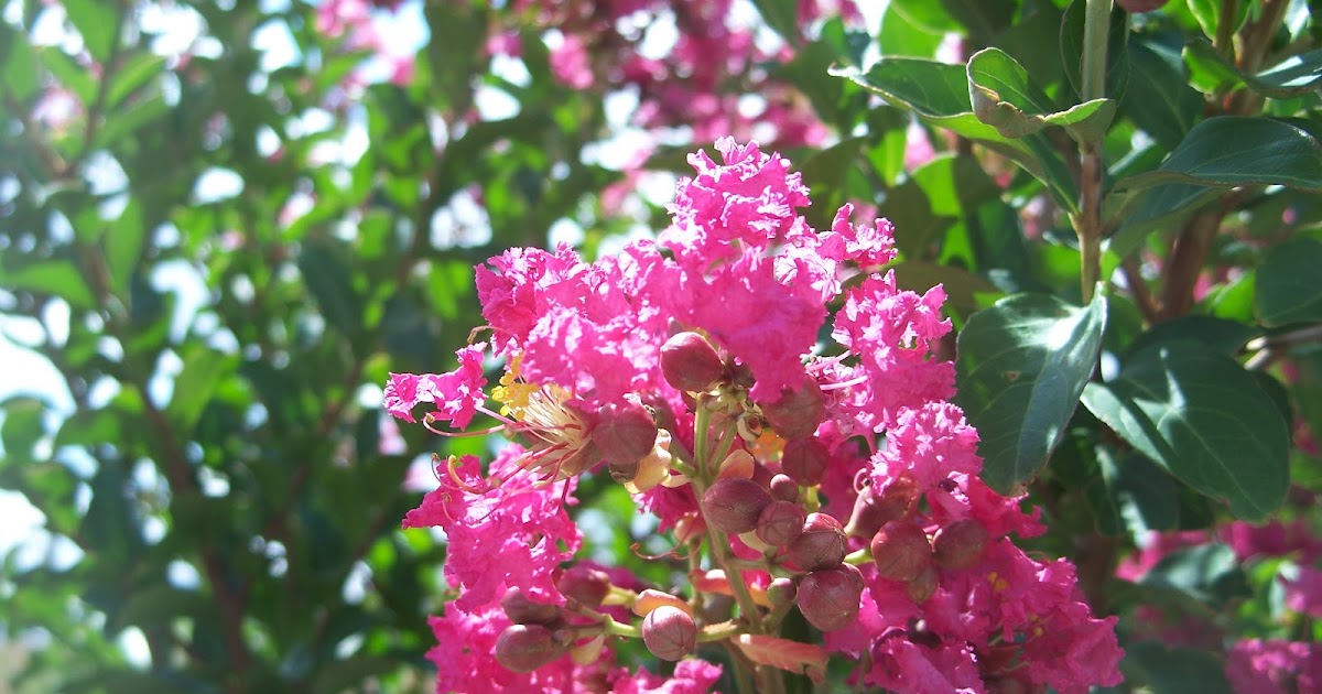 Crepe Myrtle