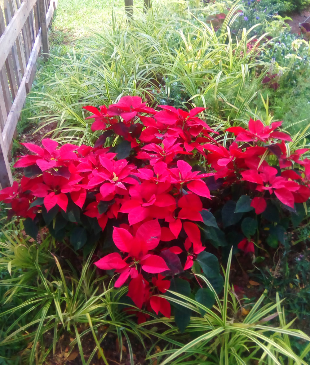 Bunga Kastuba Red Color