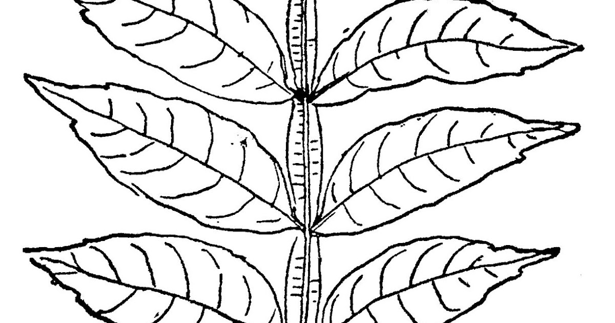 The Graphics Monarch: Printable Leaves Drawing Botanical Art Hand Drawn ...