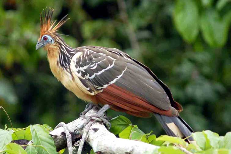 Hoatzin | Bird Basic Facts & Lovely Pictures | Beauty Of Bird