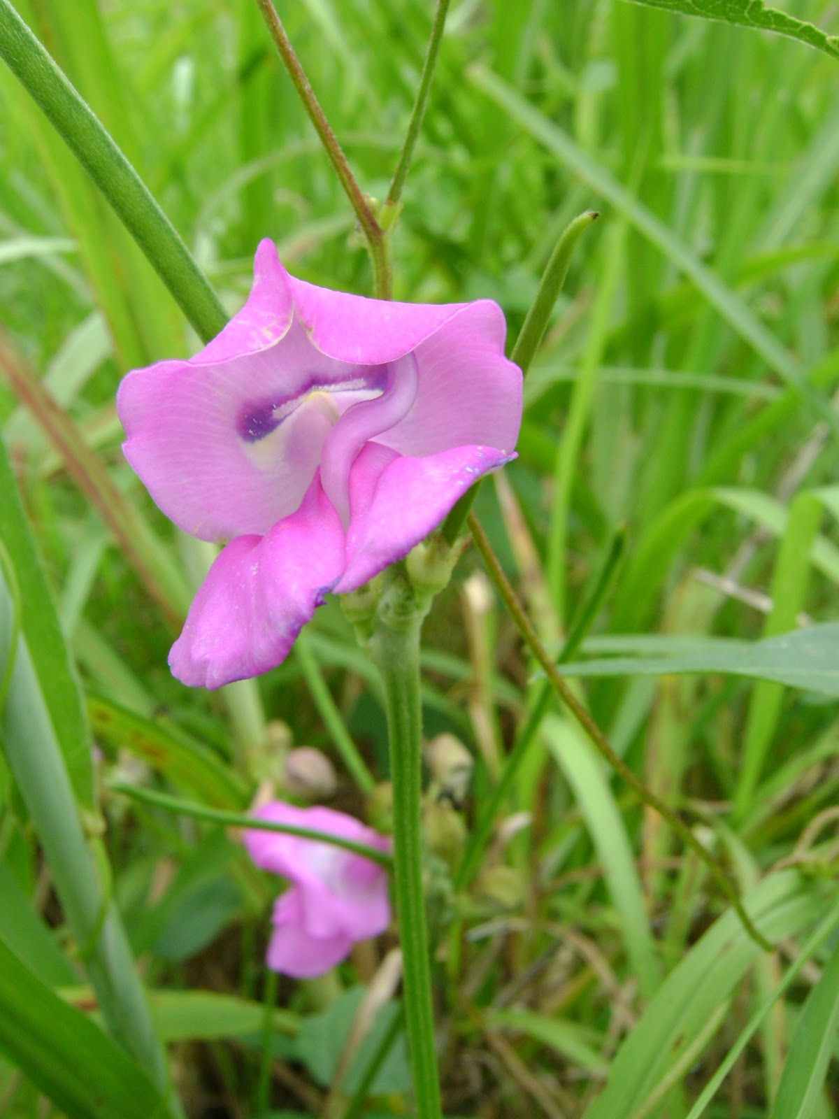 Fabaceae - Leguminosae no Brasil: Fabaceae - Ancistrotropis ...