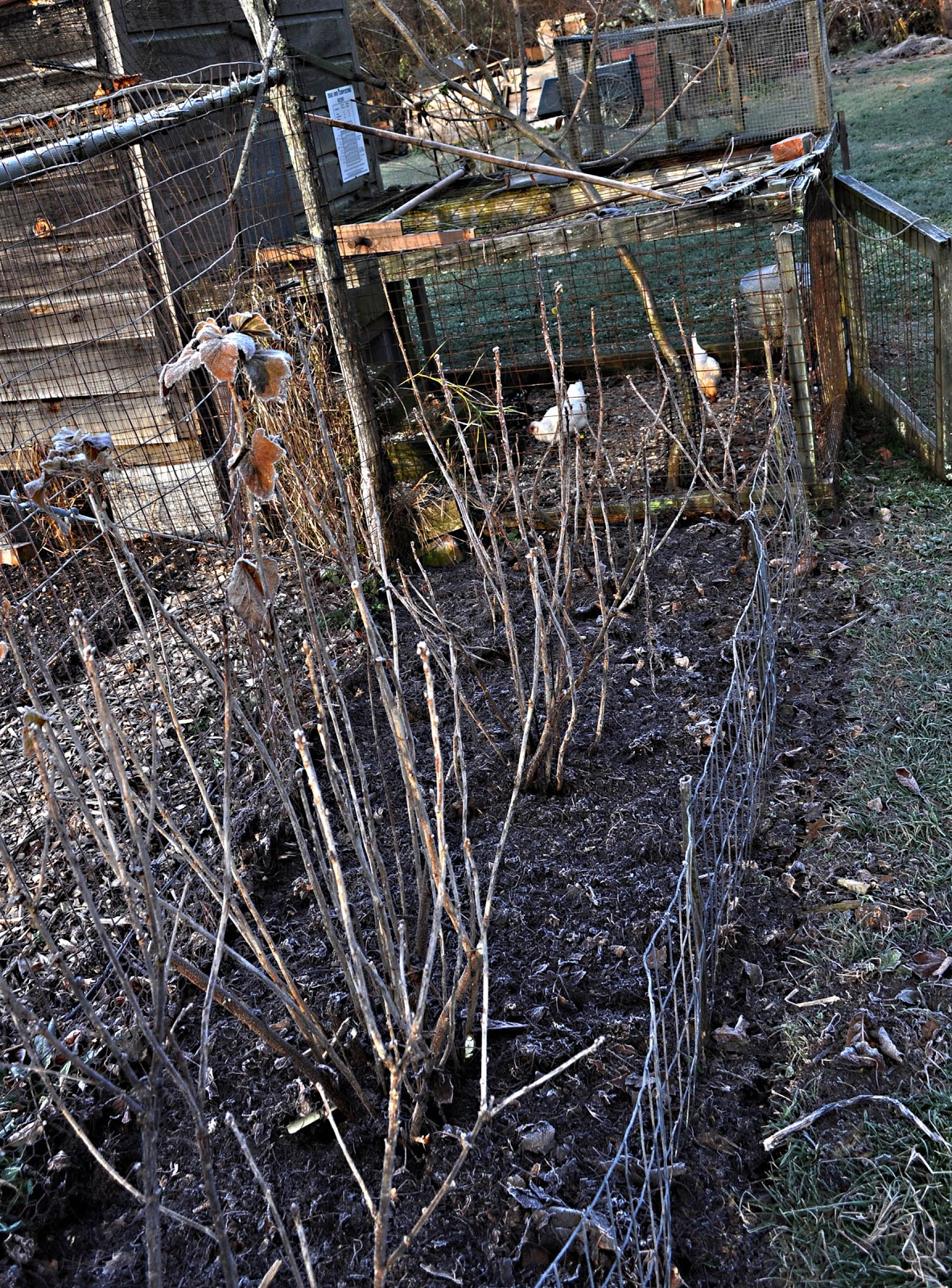 In Lee's Garden Now: PRUNING, I CAN'T RESIST