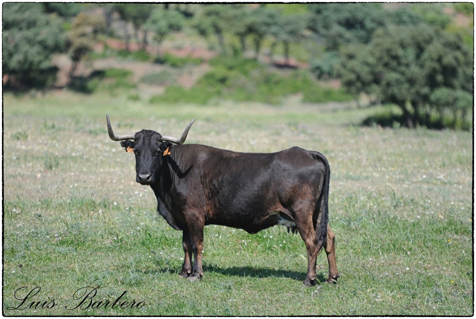 Ganadería Agropecuaria de Lidia Aragonesa | Fotografia taurina Luis ...