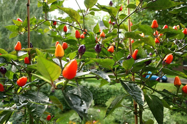 Pimenta Boliviana Arco Íris