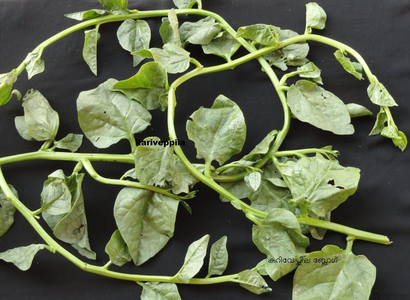 Kariveppila കറിവേപ്പില: 2012