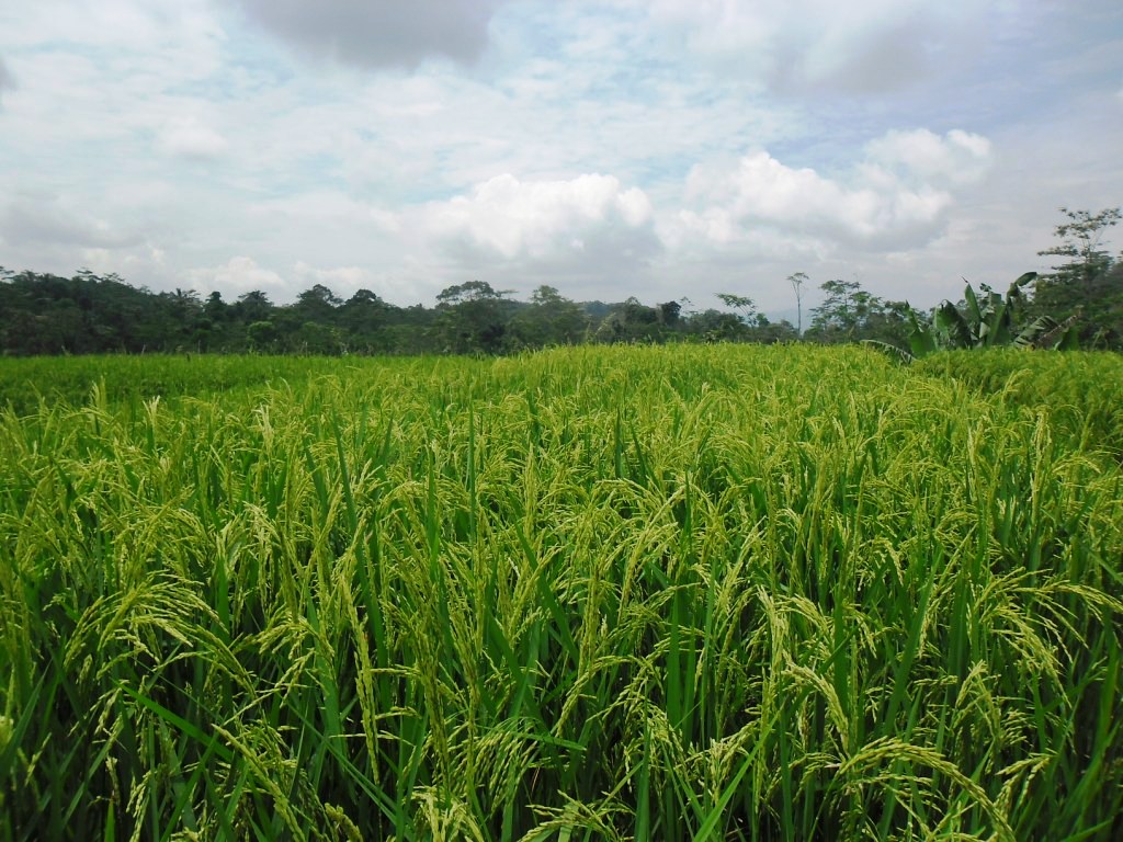 Gudang Wallpaper: Sawah Nan Hijau Mempesona