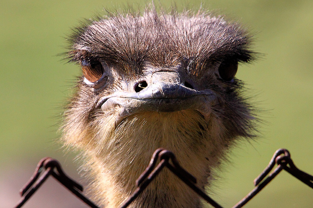 Today's Little Ditty: Limerick Alley: Robert Schechter