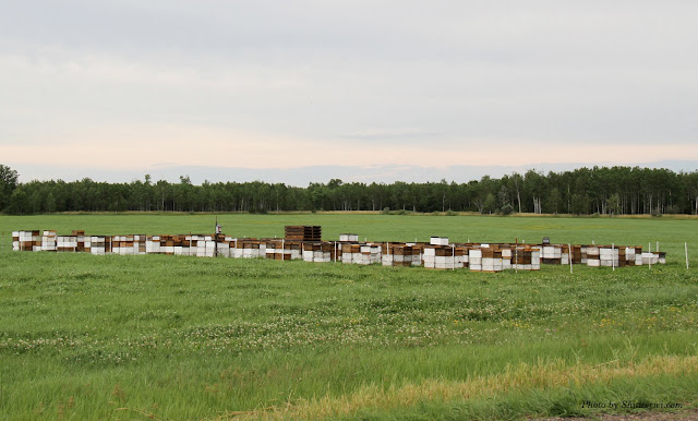 ShutterWi: Unusually large apiary for this region.