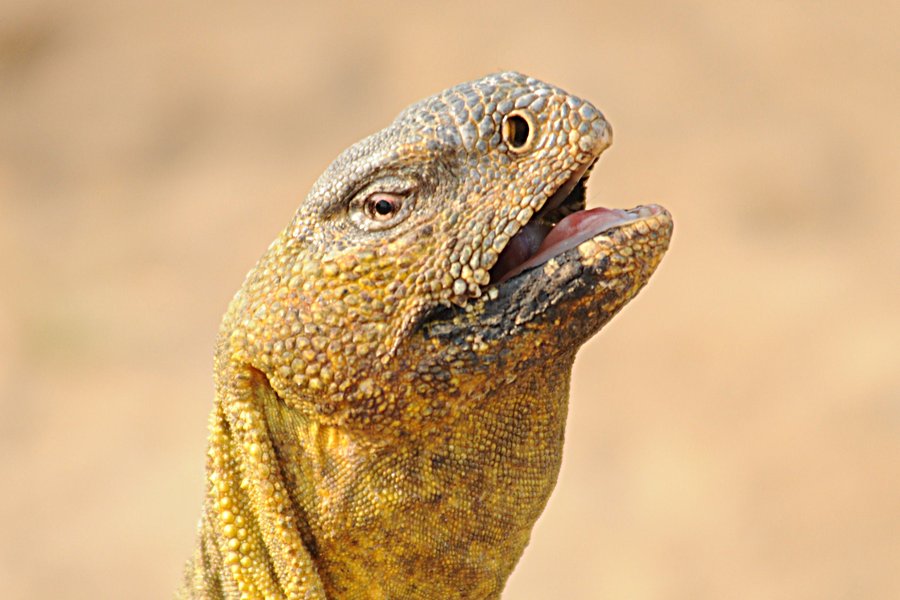 Birds of Saudi Arabia: Arabian Spiny-tailed Lizard - Sabkhat Al Fasl