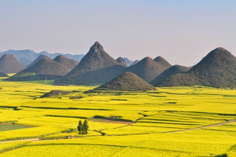 The Yellow Flowers of Rapeseed | Canola fields in China