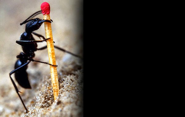 A ciência das formigas: Maior formiga do mundo (É Brasileira)