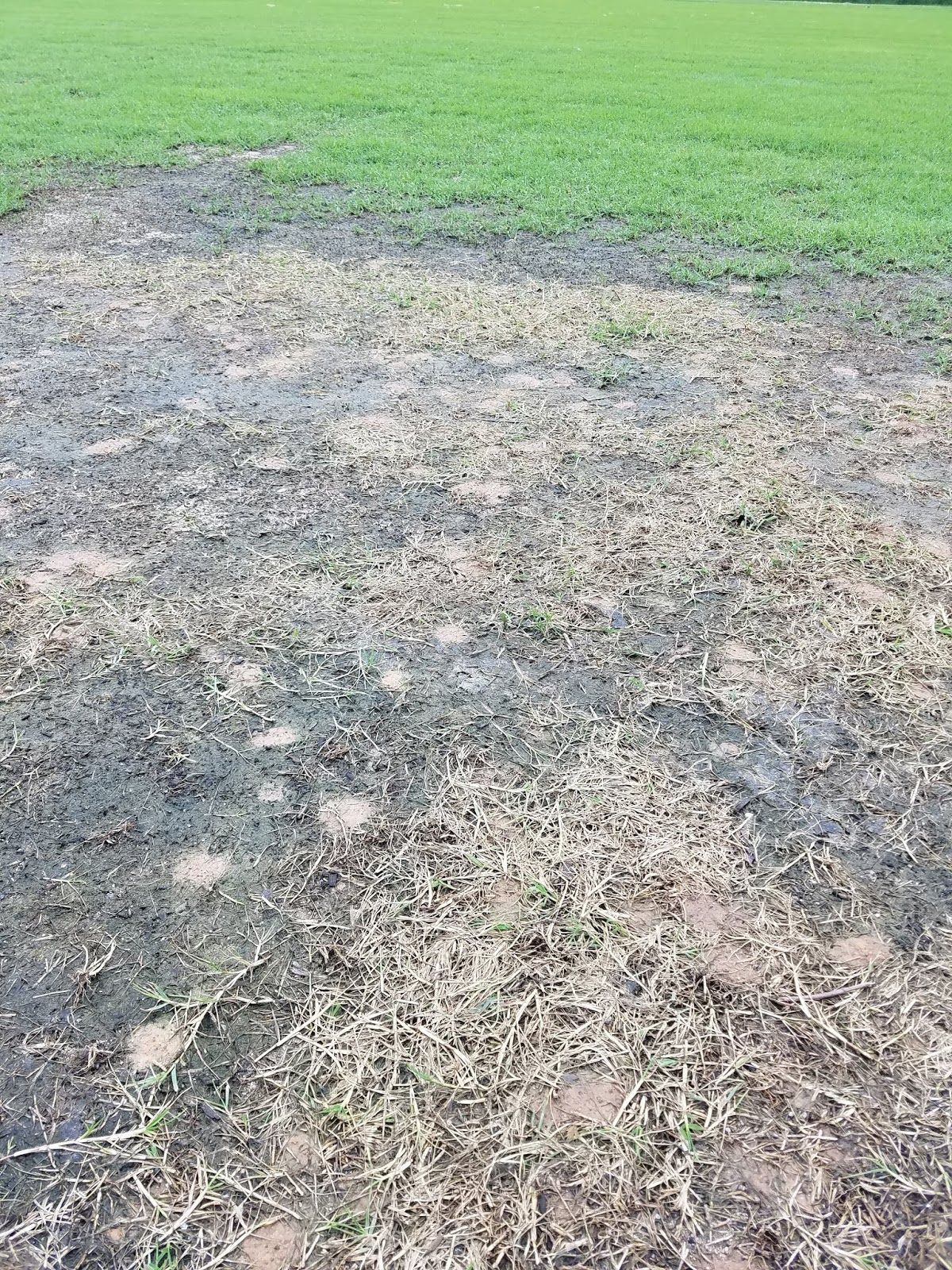 Tee Off With Joe: Bermuda grass sprigging
