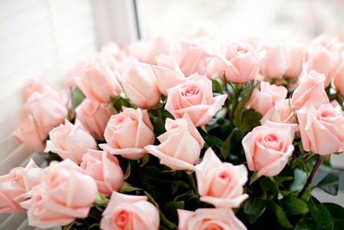 Gambar Bunga Indah dan Cantik | Kumpulan Gambar