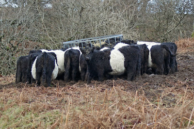 Talking Point: Bracken & Cattle