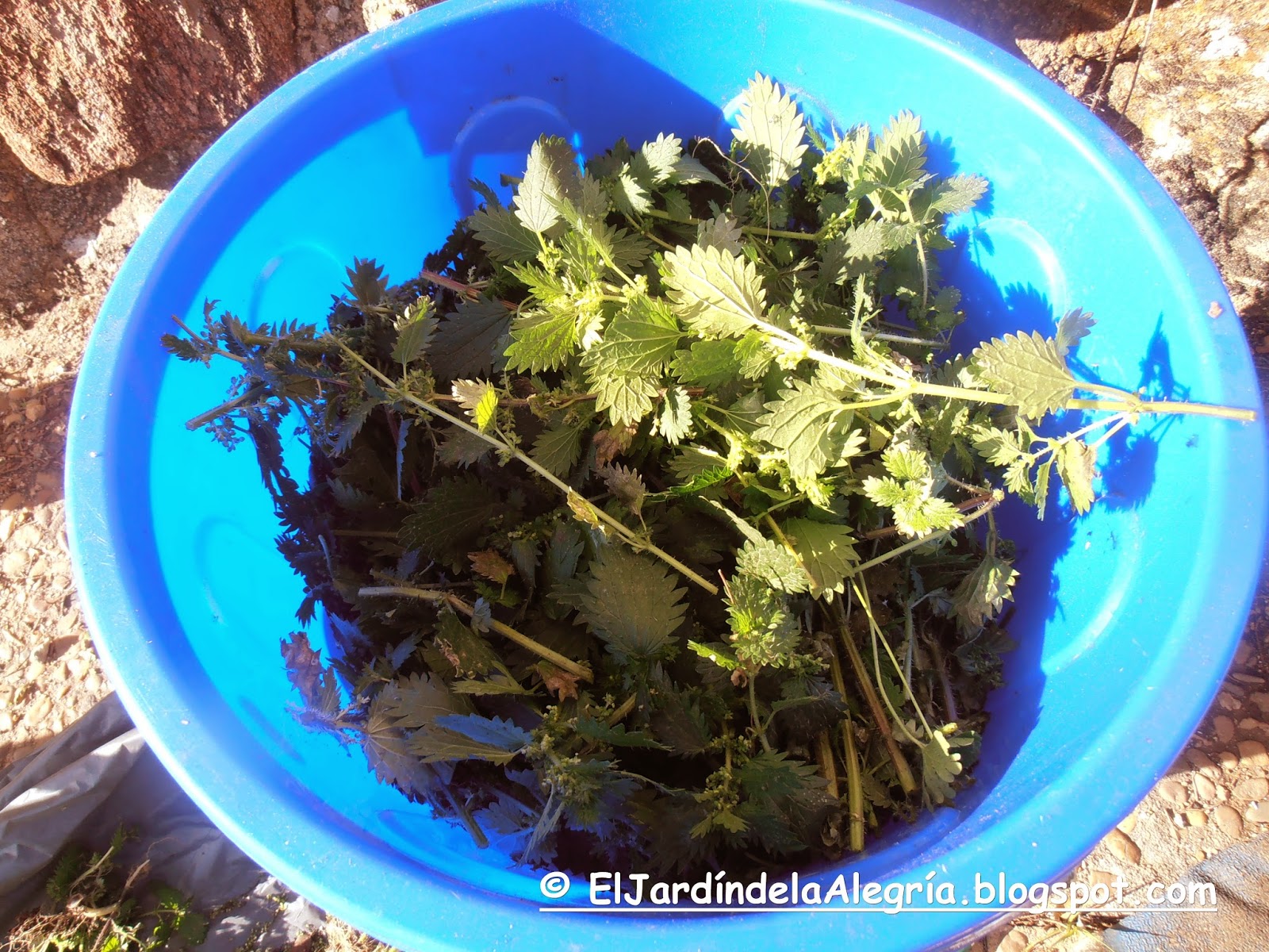 El jardín de la alegría : Purín de ortigas. Un estupendo insecticida y ...