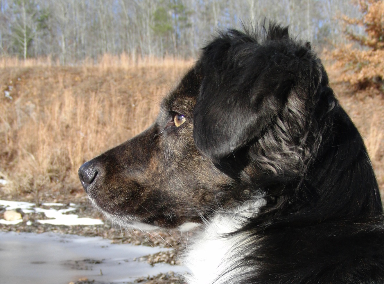 Raise a Green Dog!: Our Top 10 Tips for Hiking the Green Dog Way!