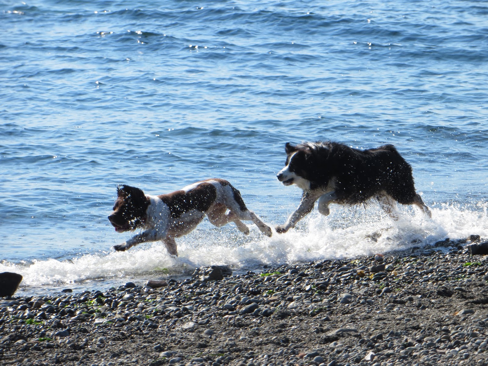 Tina and Cedar's Dog Blog