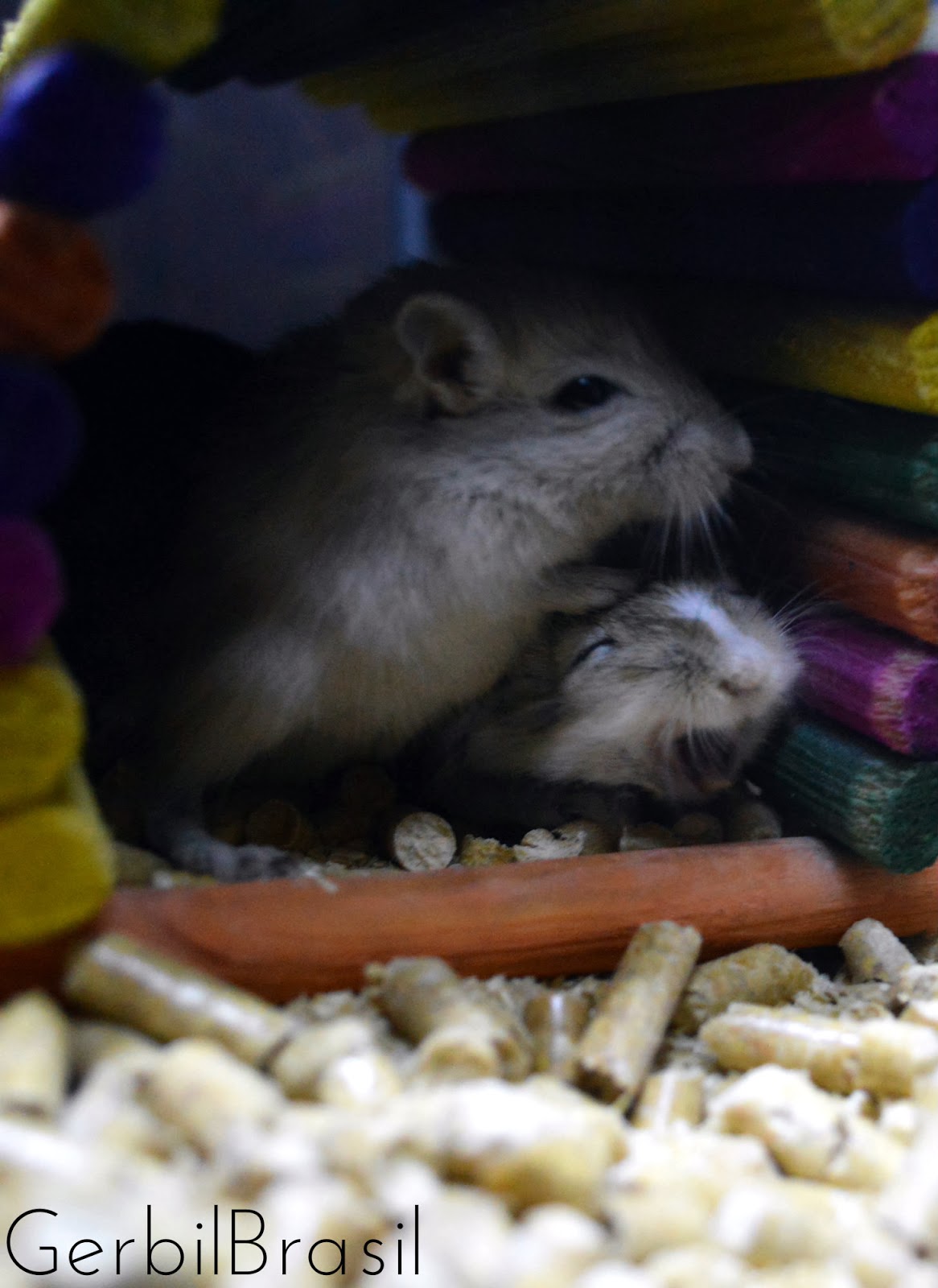 Tudo sobre Gerbil/Esquilo da Mongólia: Gerbil, animal social