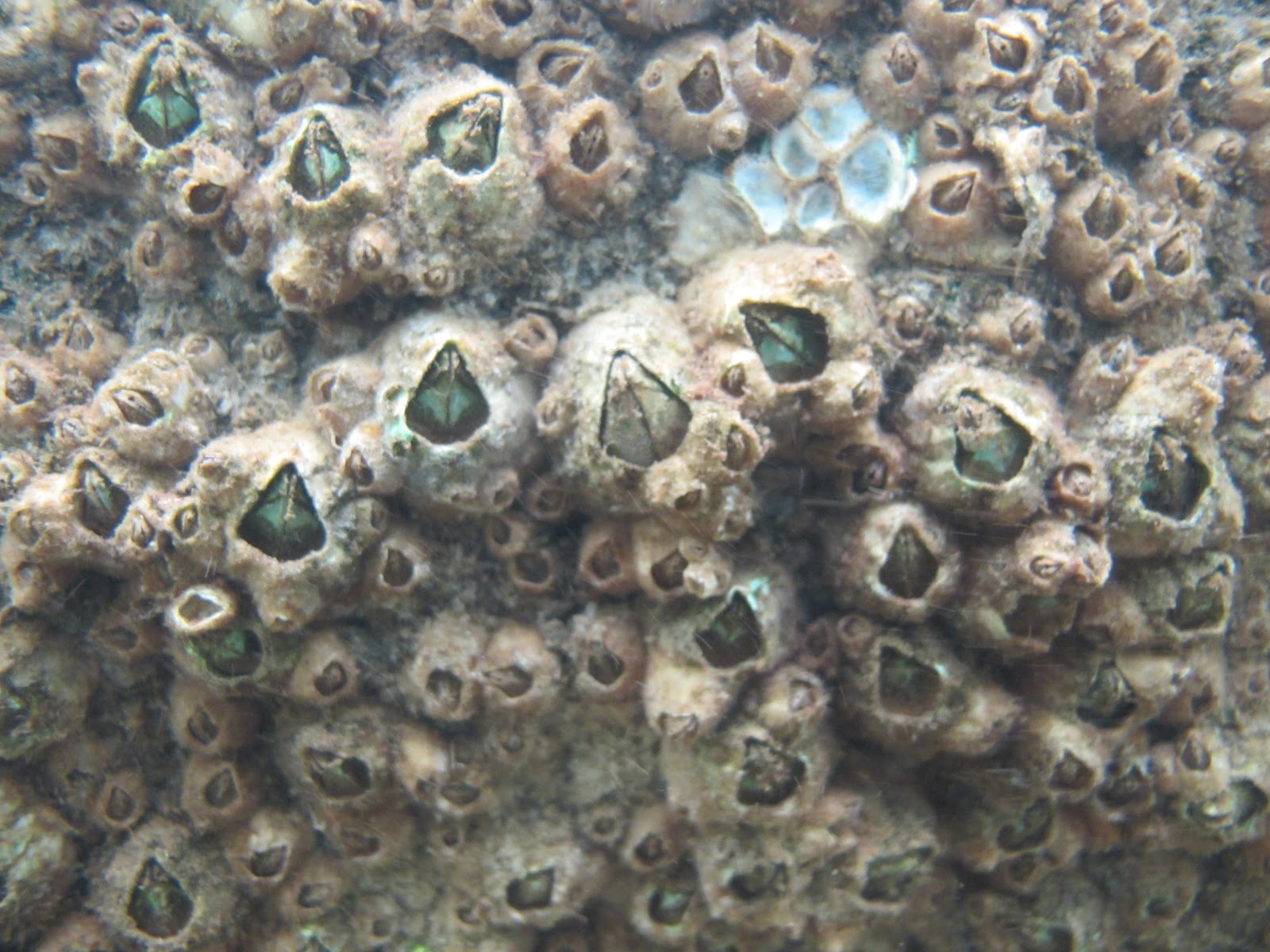 Laboratório de Ecologia e Dinâmica Bêntica Marinha - Marine Benthic ...