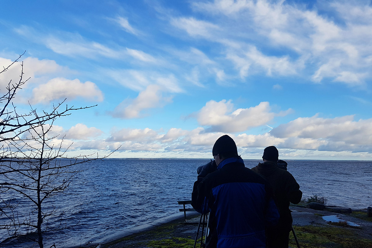 Pyhäjärviralli 29.10.2016 - The Big Day Count around Lake Pyhäjärvi