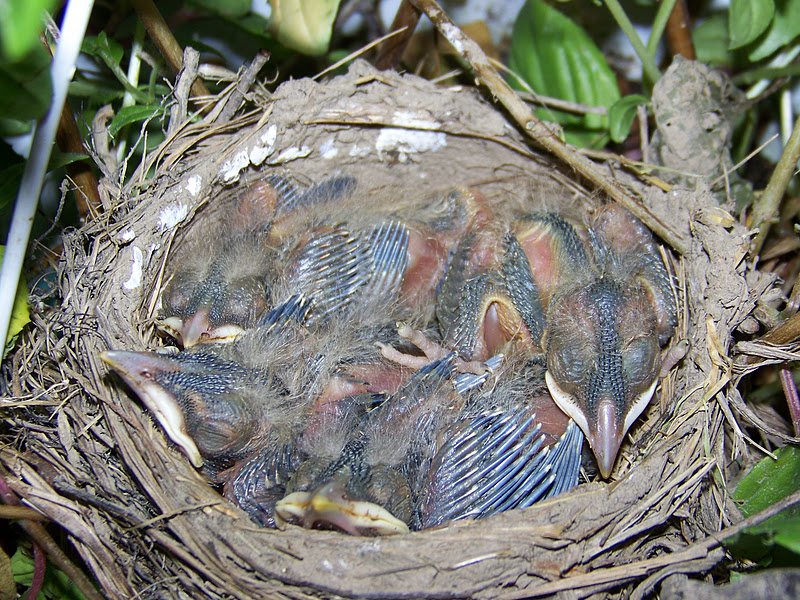 Sarge Speaks Out: Snicker Saturday...Birdie Followup