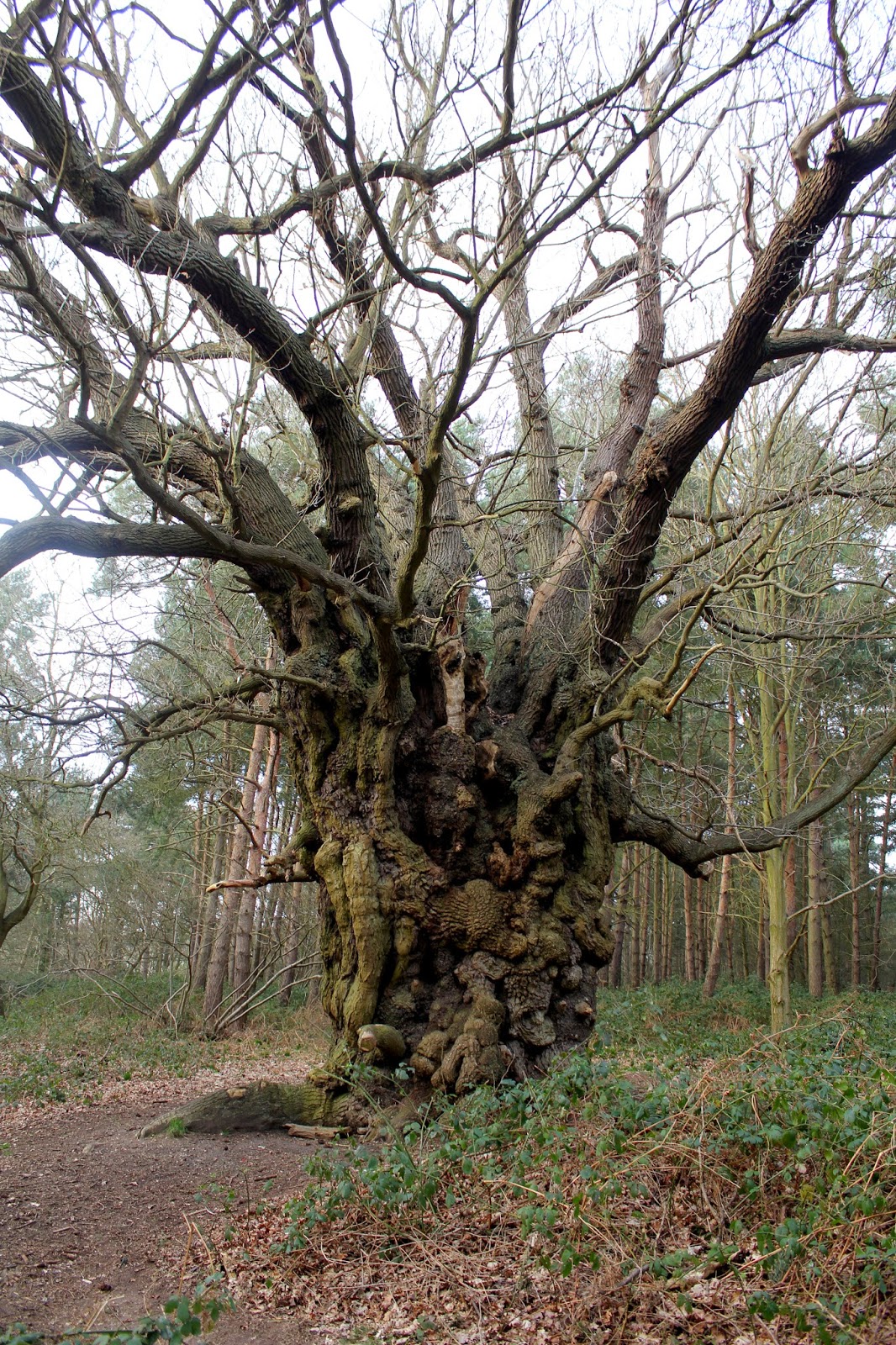 wildwoodbonsai: Gracious old man