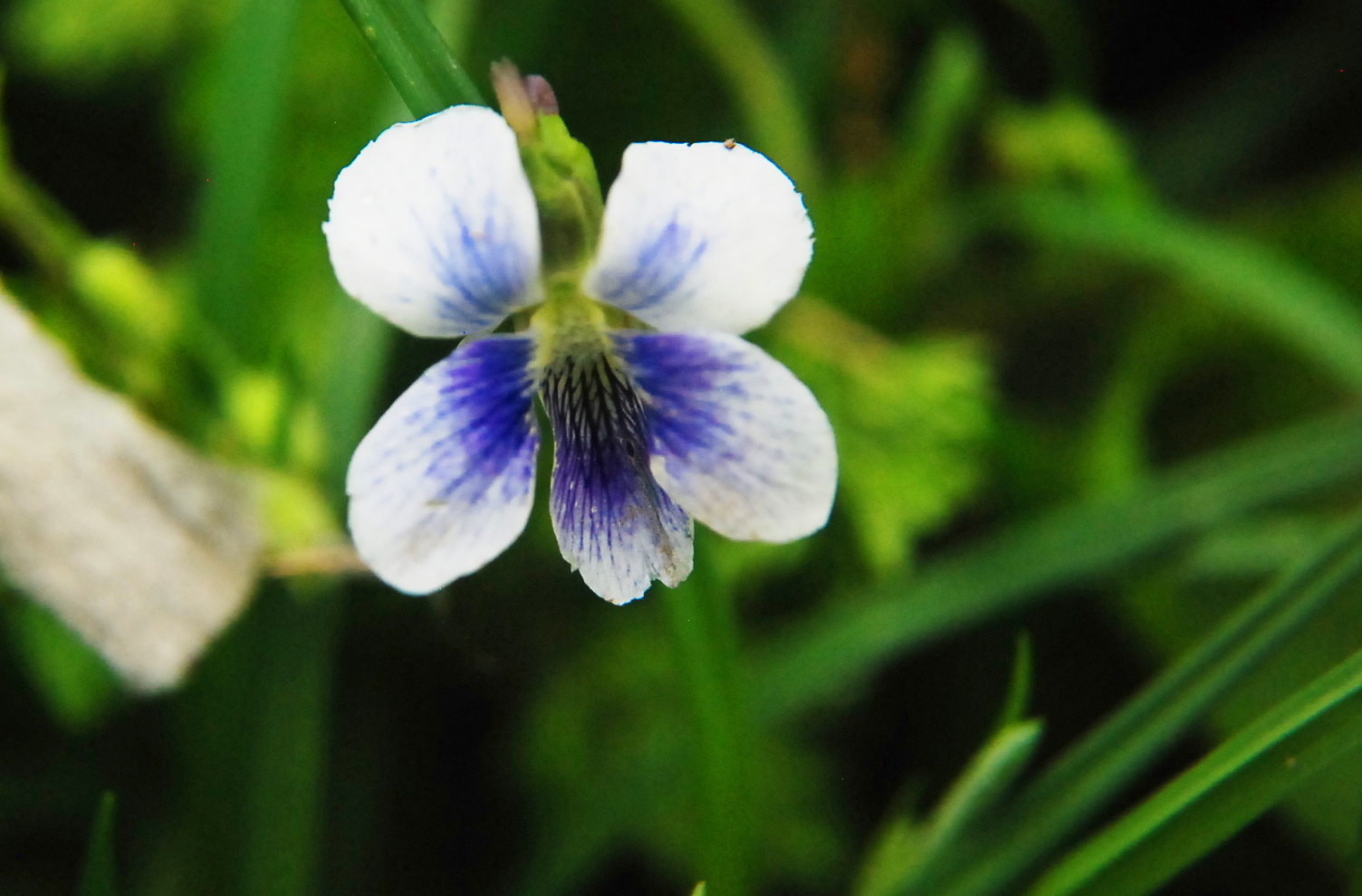 Kansas Wildflower Identification: Early Spring Flowers