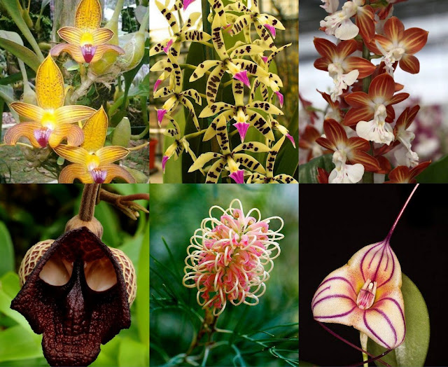 Keindahan Bunga Dan Peribahasa Melayu - Relaks Minda